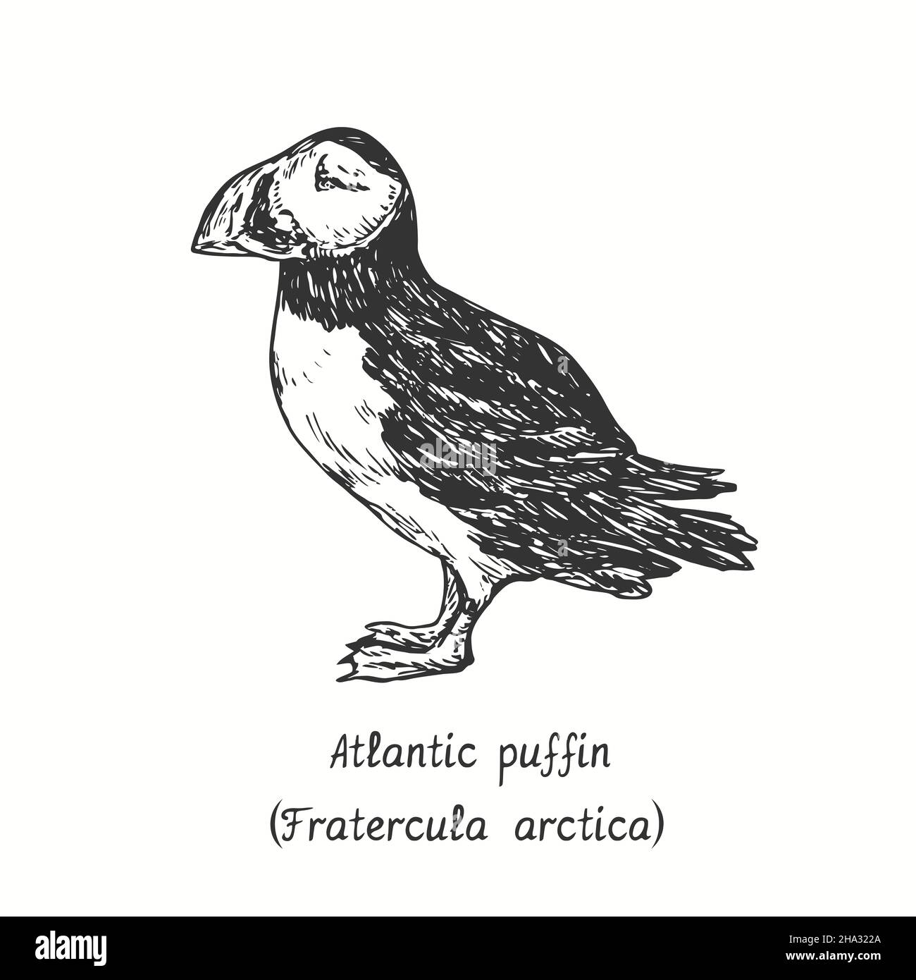 Atlantic puffin (Fratercula arctica) standing side view. Ink black and white doodle drawing in ...