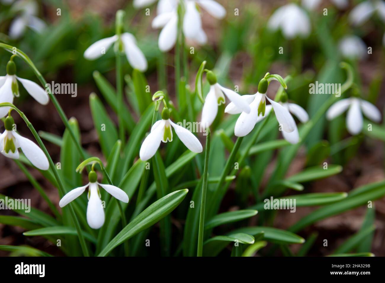 Flowers snowdrops in garden, sunlight. First beautiful snowdrops in ...