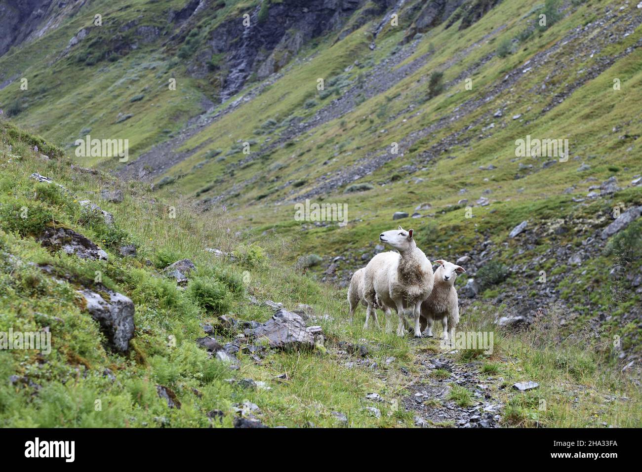 Schaf / Sheep / Ovis Stock Photo - Alamy