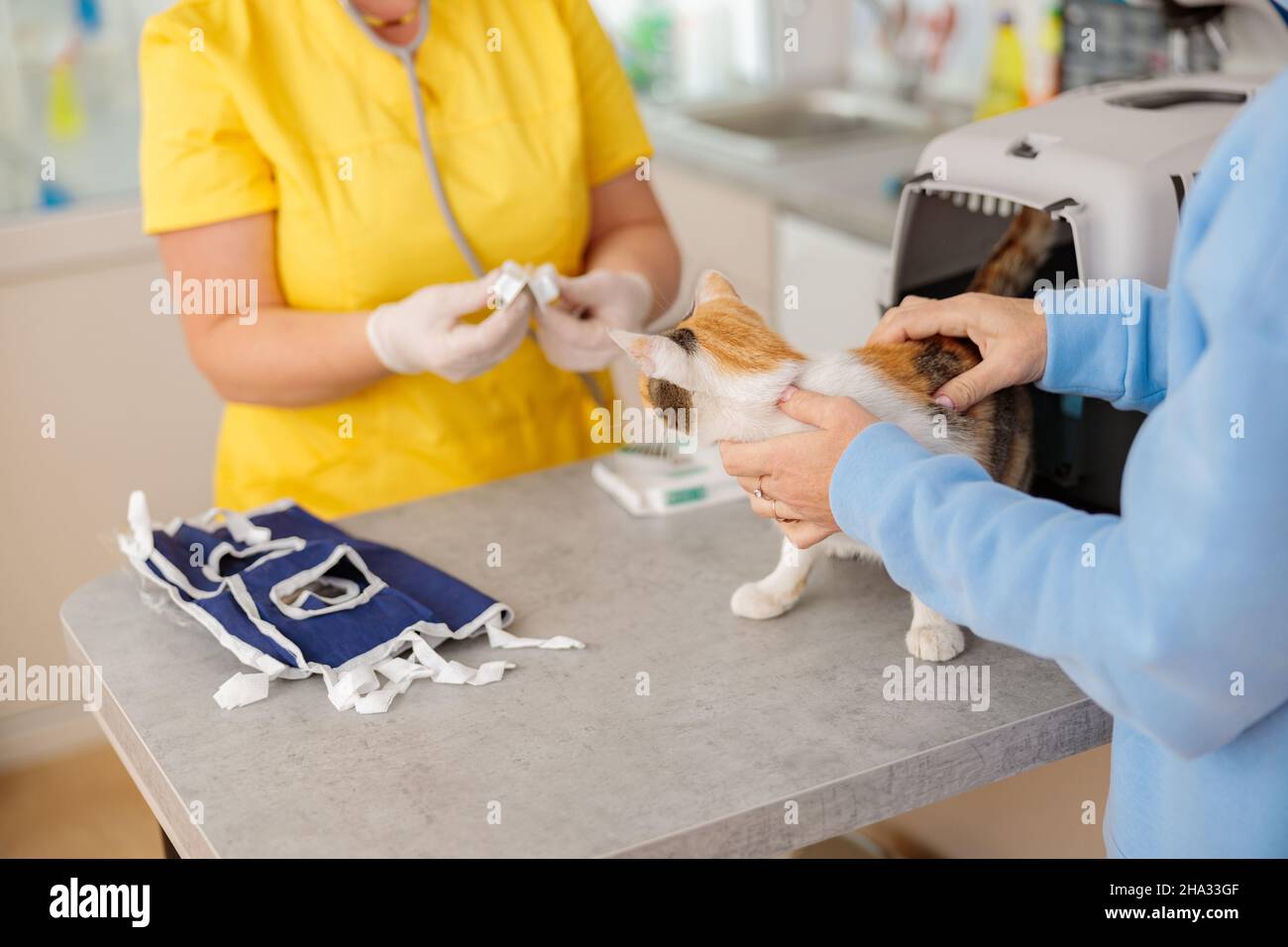 Cat visiting vet for regular checking in clinic Stock Photo - Alamy