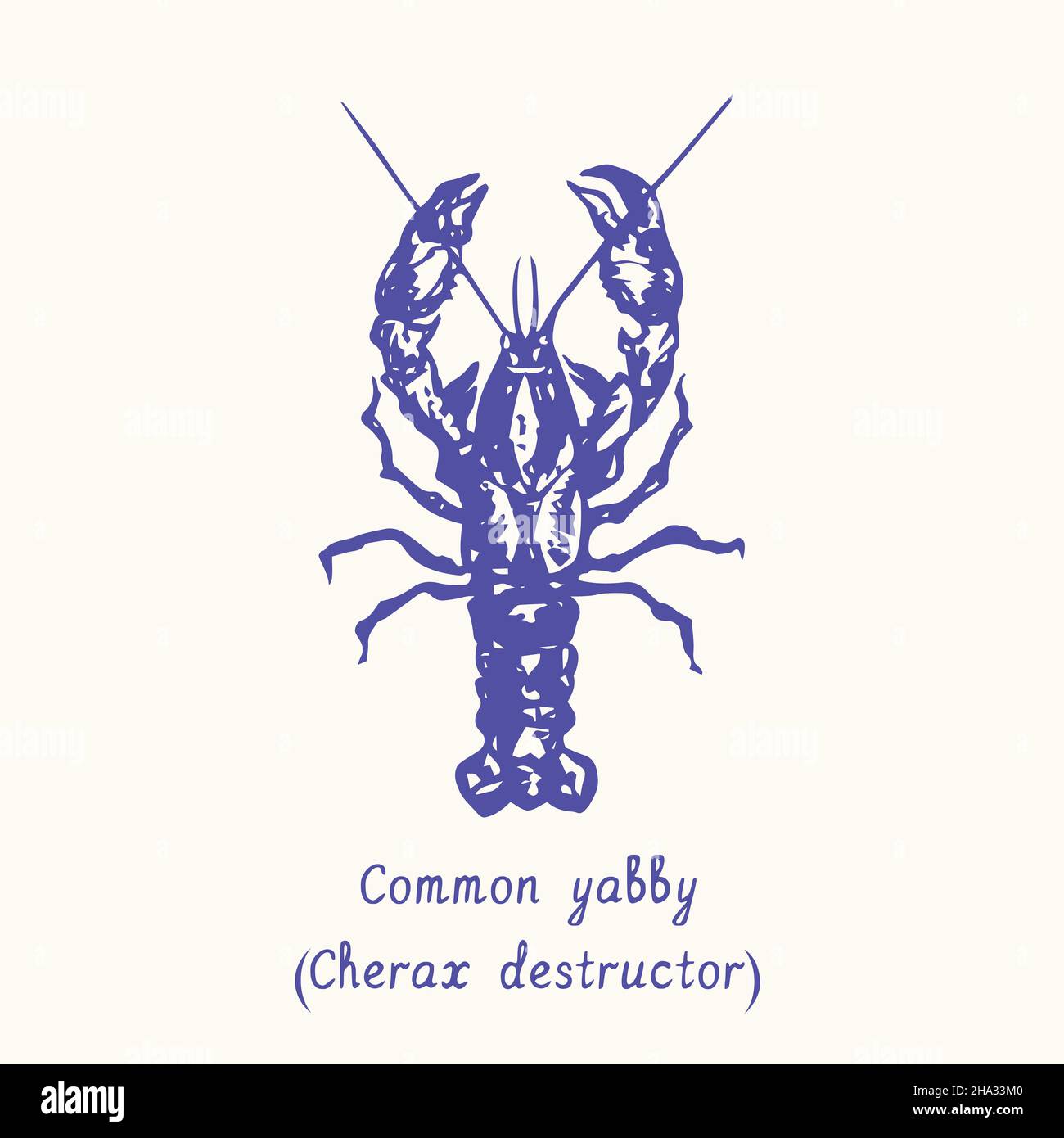 Common yabby (Cherax destructor). Ink black and white doodle drawing in ...