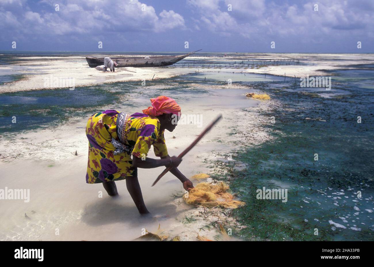 women are producing Coconut string from Coconut fiber at the East Coast ...