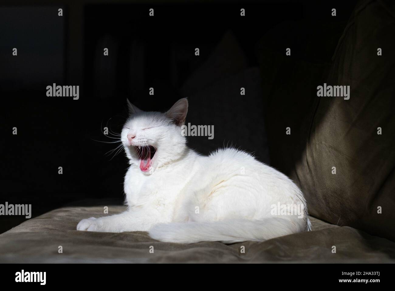 Adorable white cat yawning on a sofa Stock Photo - Alamy