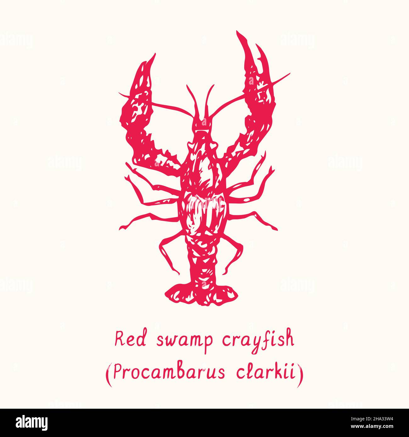 Red Swamp Crayfish (Procambarus clarkii) top view. Ink black and white ...