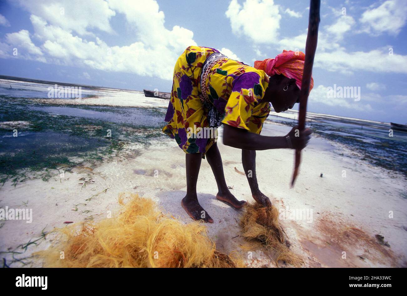 women are producing Coconut string from Coconut fiber at the East Coast ...