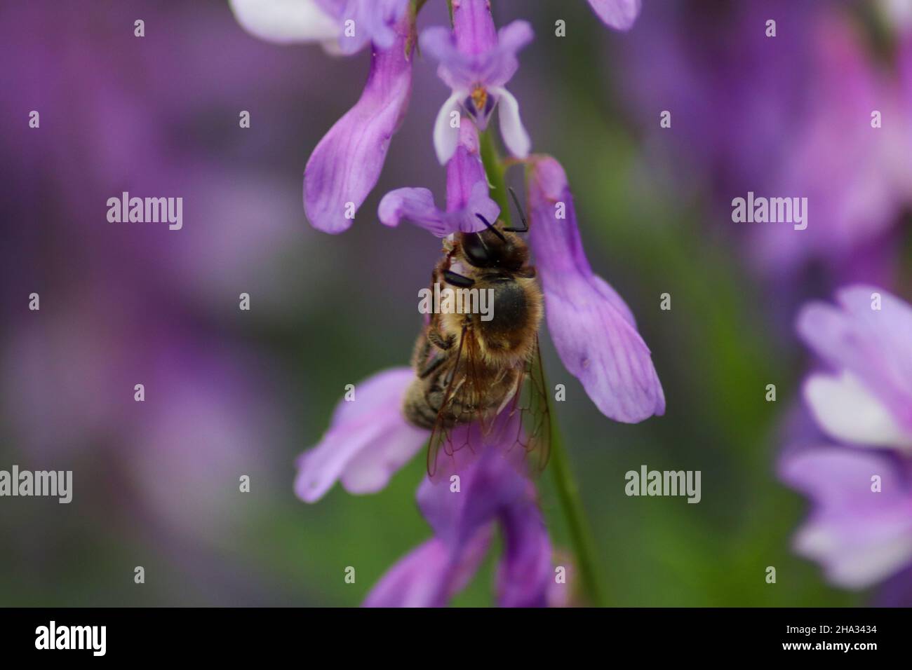 Closeup shot bee buzzing hi-res stock photography and images - Alamy