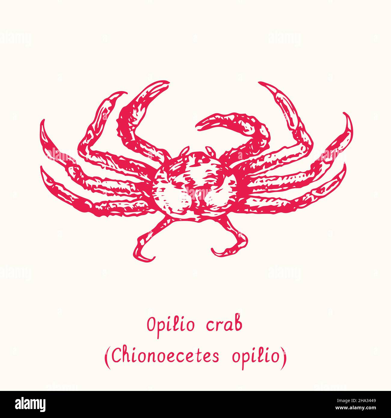 Opilio crab (Chionoecetes opilio) top view. Ink black and white doodle ...