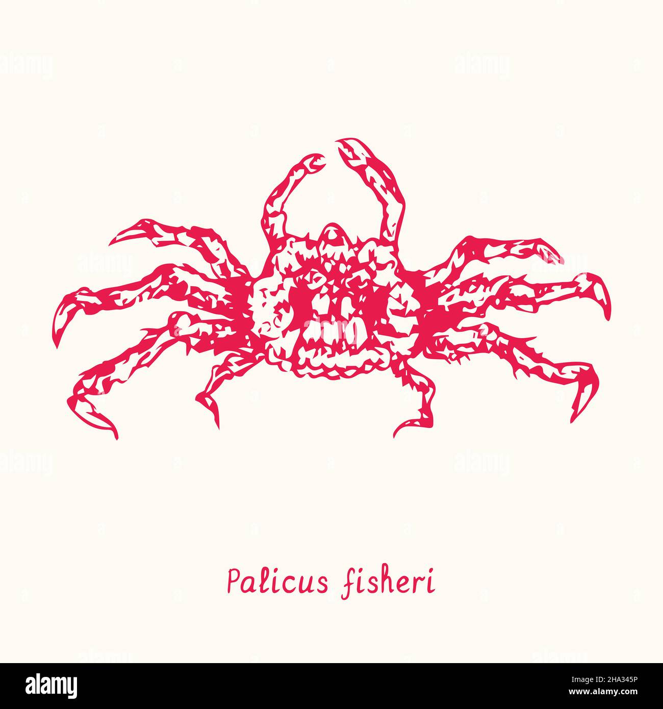 Palicus fisheri top view. Ink black and white doodle drawing in woodcut ...
