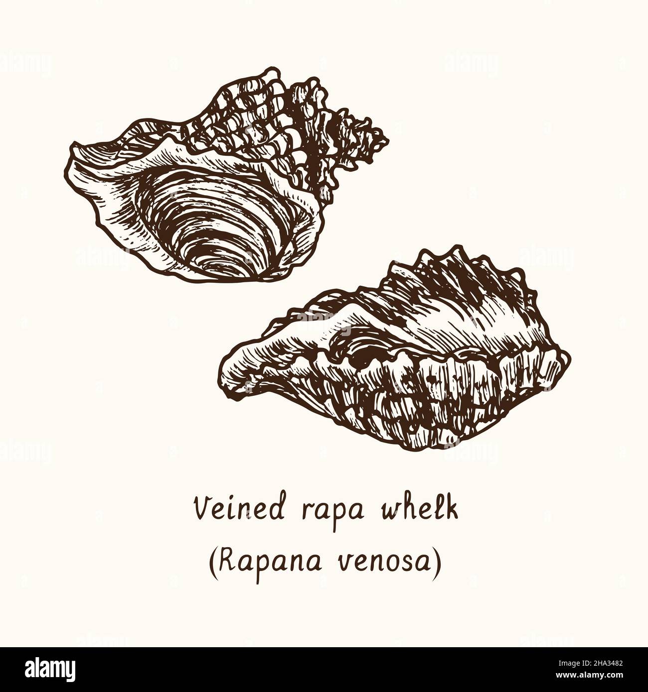 Veined rapa whelk (Rapana venosa). Ink black and white doodle drawing ...