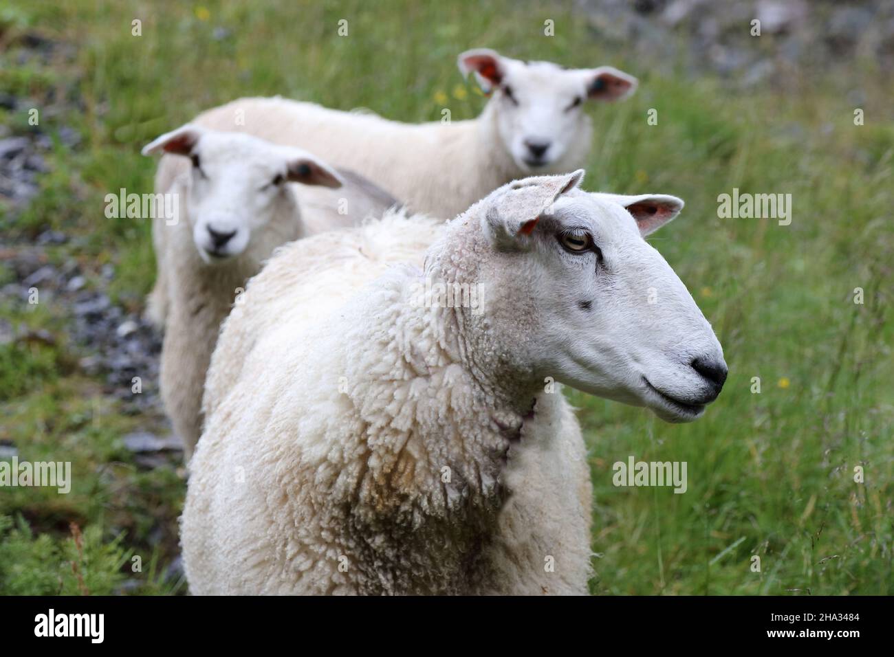 Schaf / Sheep / Ovis Stock Photo - Alamy