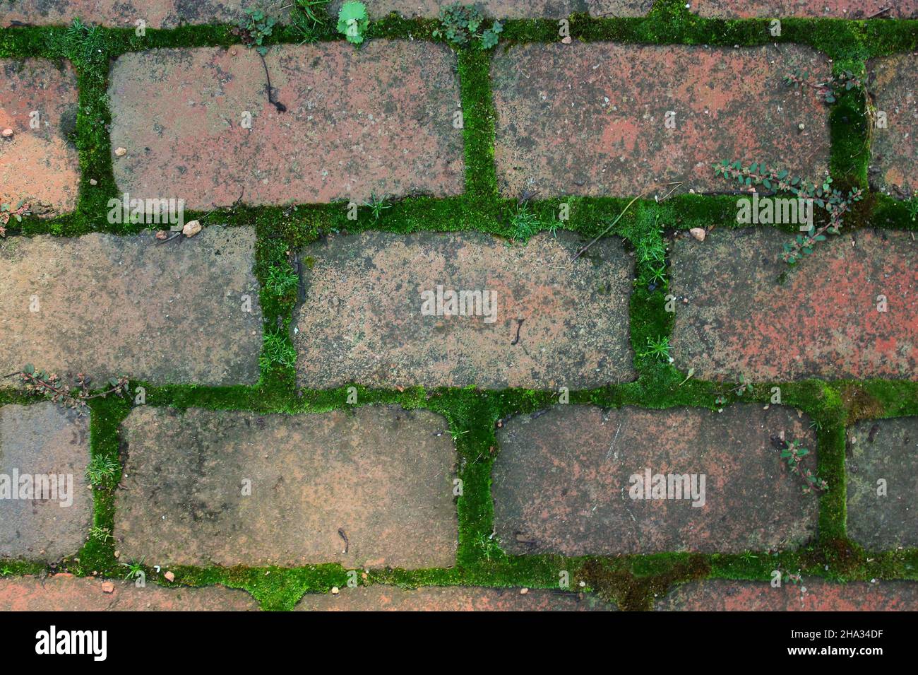 Green moss growing in between the bricks in the rustic brick walk in ...