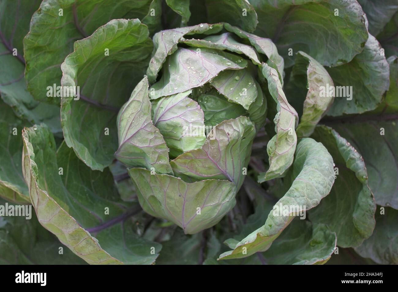 Top view of a cabbage plant growing in the garden in the bright sun ...