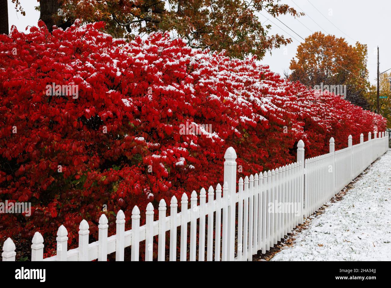 Burning bush flowers hi-res stock photography and images - Alamy