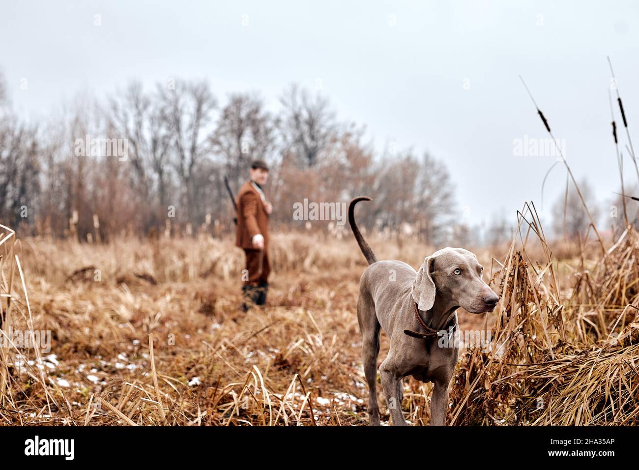 Hunting hound on autumn field with owner. hunting. active hunting dog ...