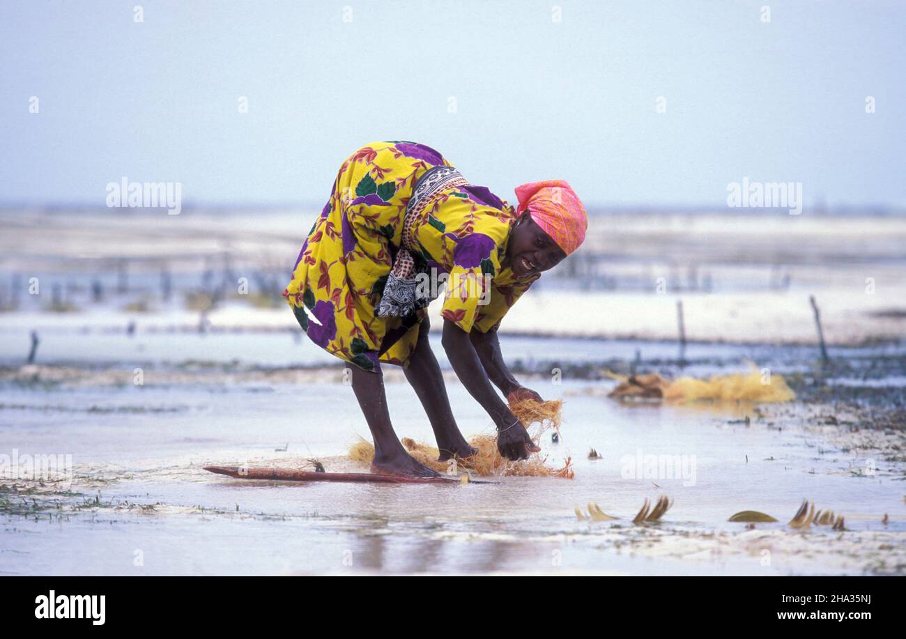 women are producing Coconut string from Coconut fiber at the East Coast ...