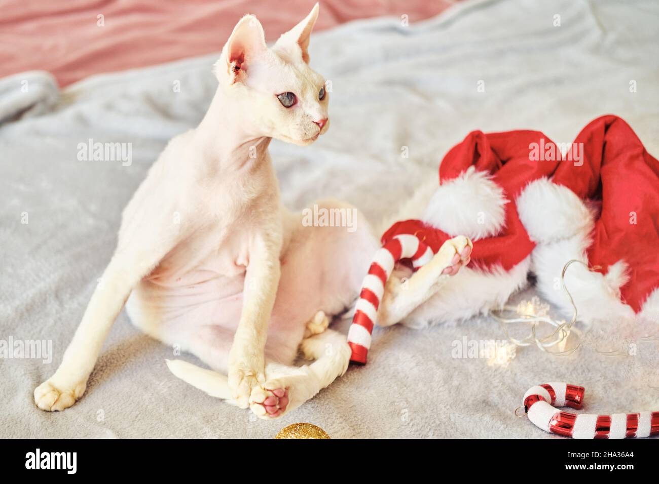 Exotic Sphynx Devon cat celebrates Christmas. Pet in New Year's ...