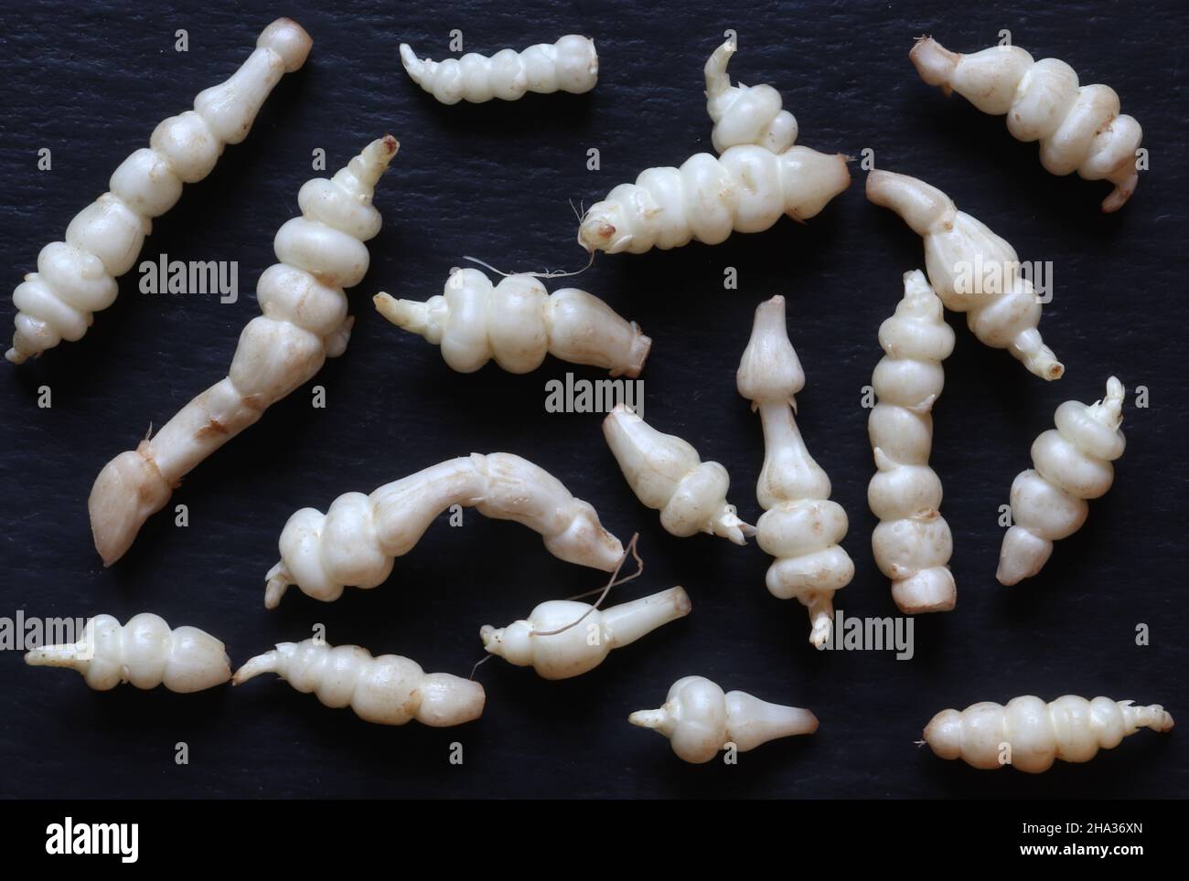 Top view of many crosnes for food background Stock Photo - Alamy