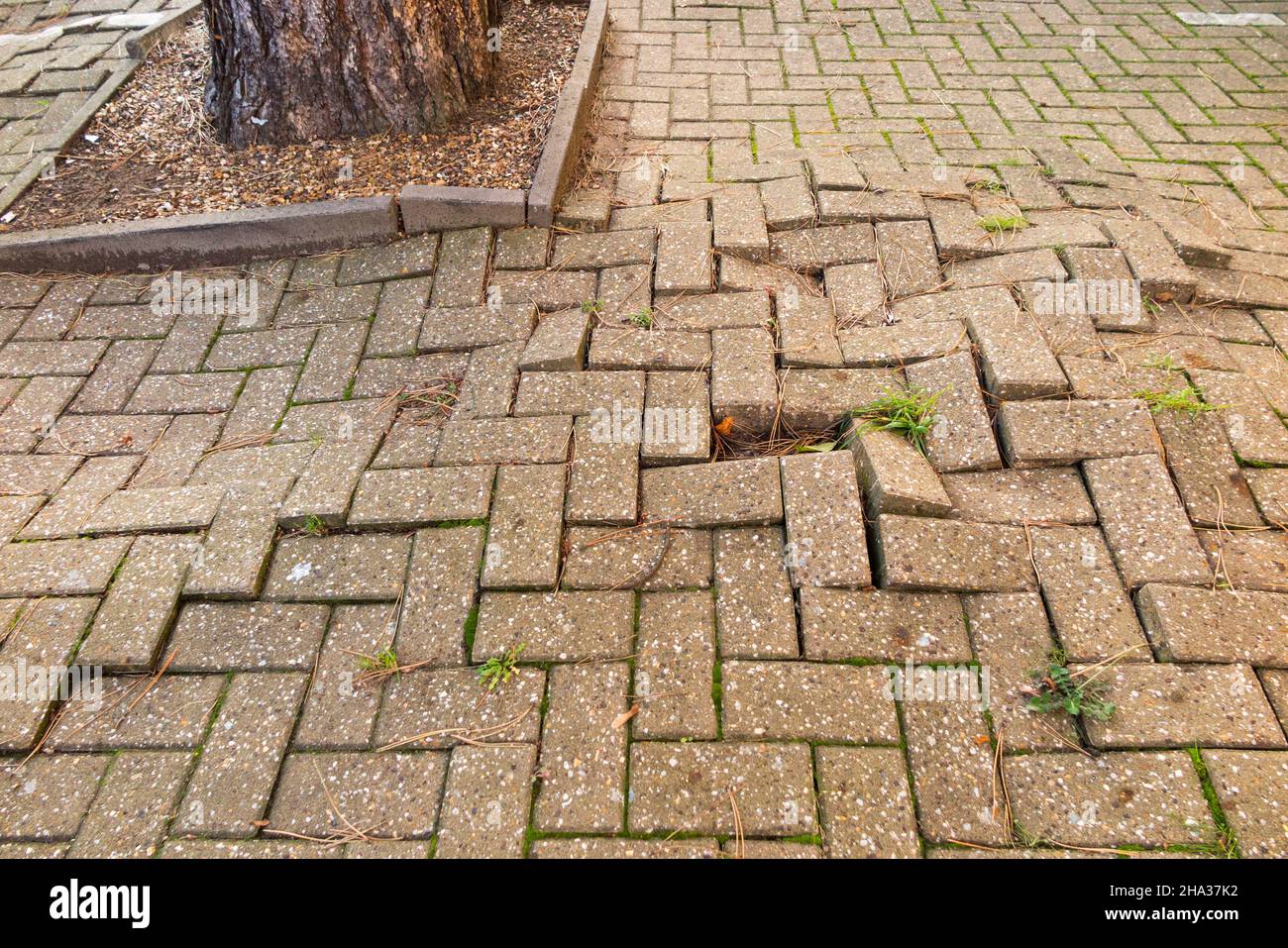 Growing large roots from a tree cause brick paviers, which are walking ...