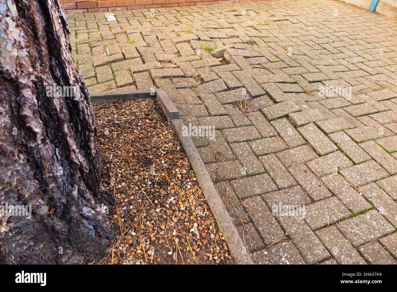 Growing large roots from a tree cause brick paviers, which are walking ...