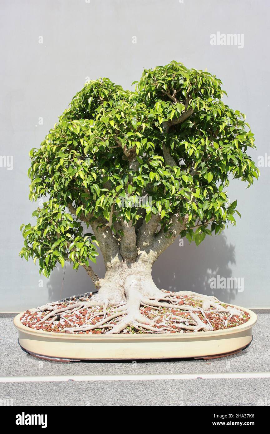 Bonsai tree growing in the bright sun Stock Photo - Alamy