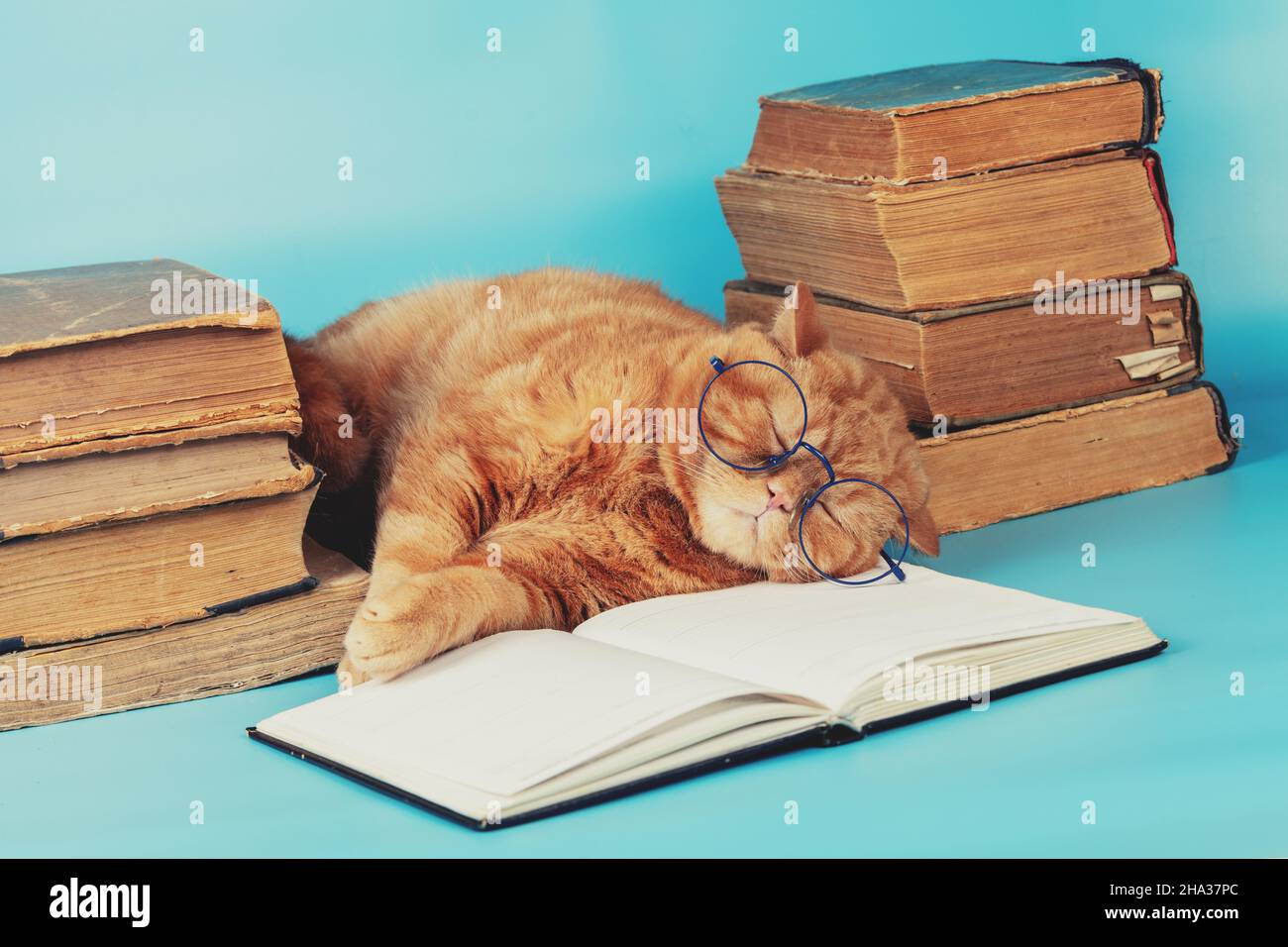 Funny business cat with glasses reading a book. The cat lies on a stack ...