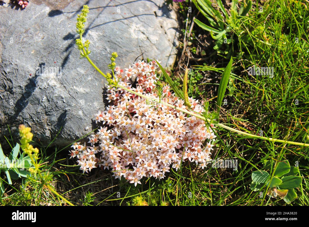 Closeup shot of tiny stonecrops growing by a rock Stock Photo - Alamy