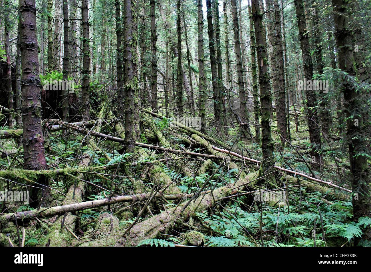 Inside a pine forest during summer with fallen trunks lying around ...