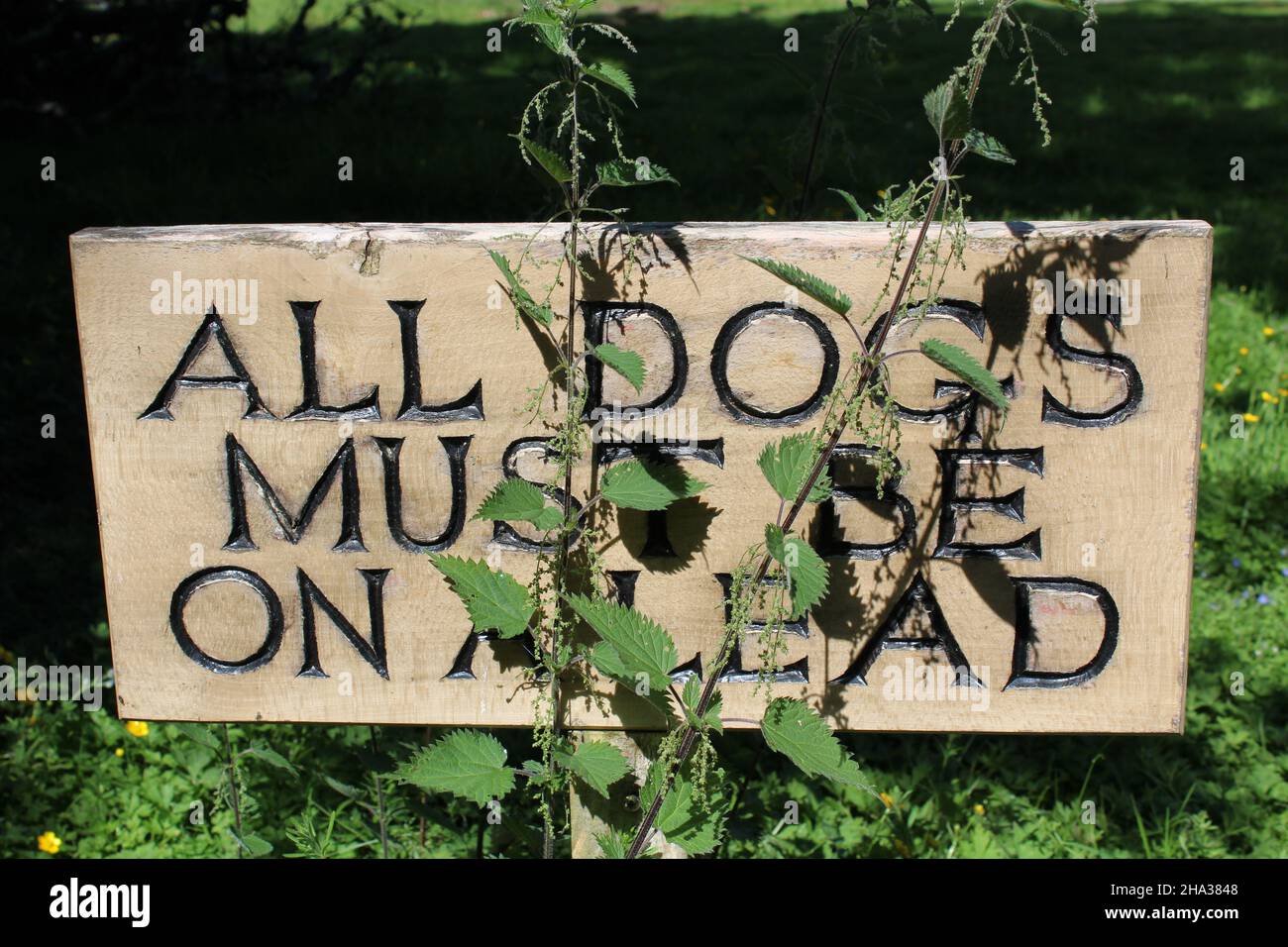 Sign reading "All dogs must be on a lead" with nettle in front of it ...