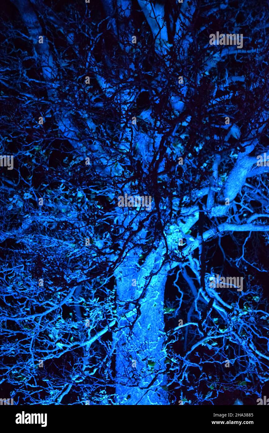 Bury St Edmunds, Abbey Garden, Illuminabbey,Christmas 2021 Stock Photo ...