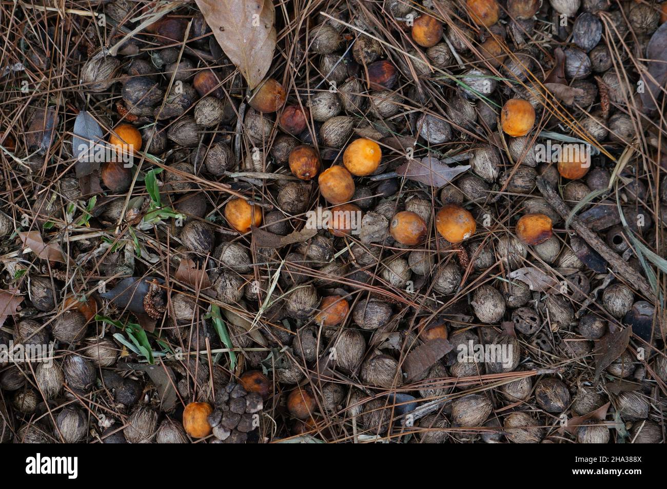 Top view shot of Queen Palm fruits with coniferous needles Stock Photo ...