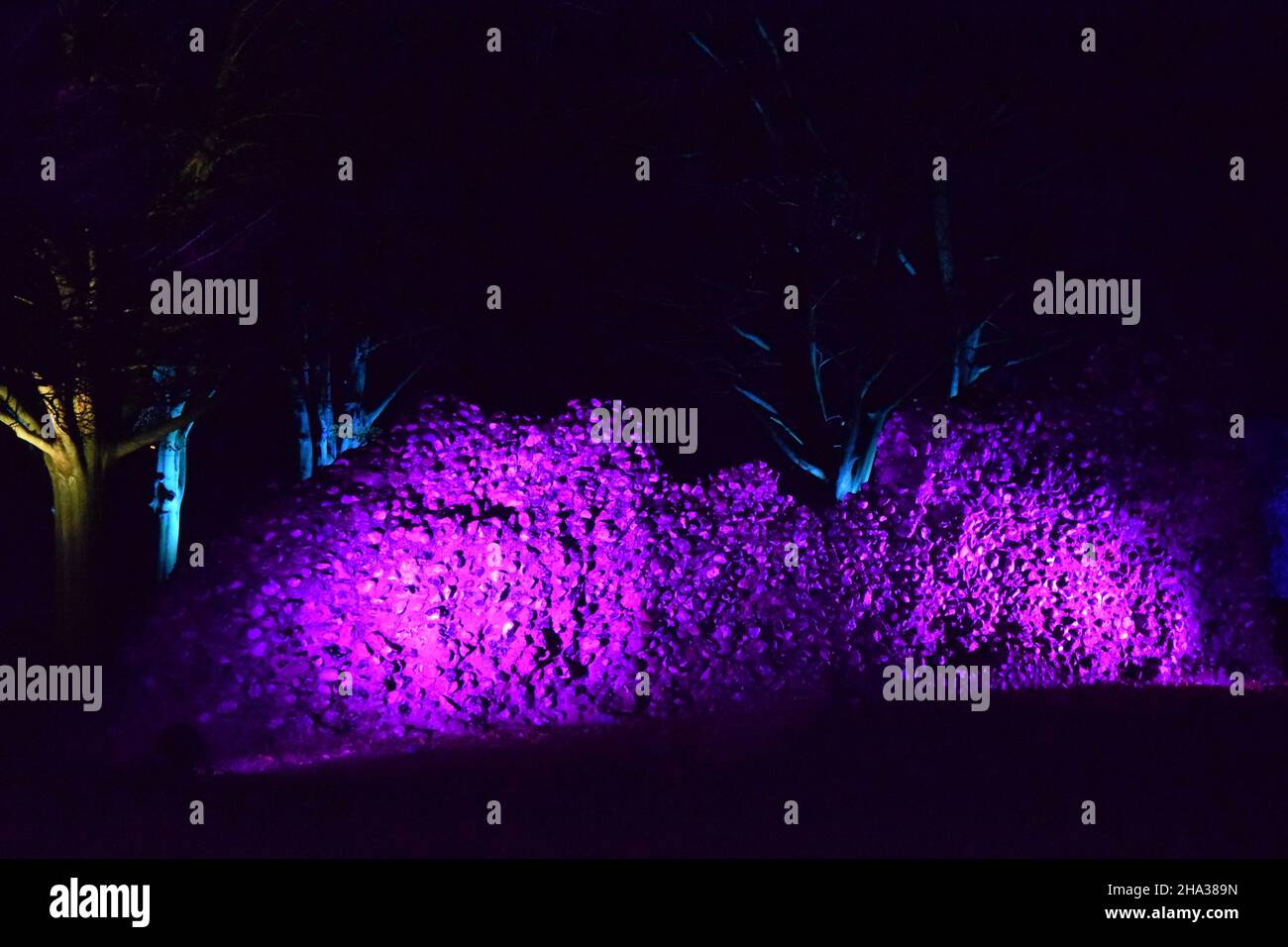 Bury St Edmunds, Abbey ruins, Illuminabbey,Christmas 2021 Stock Photo ...