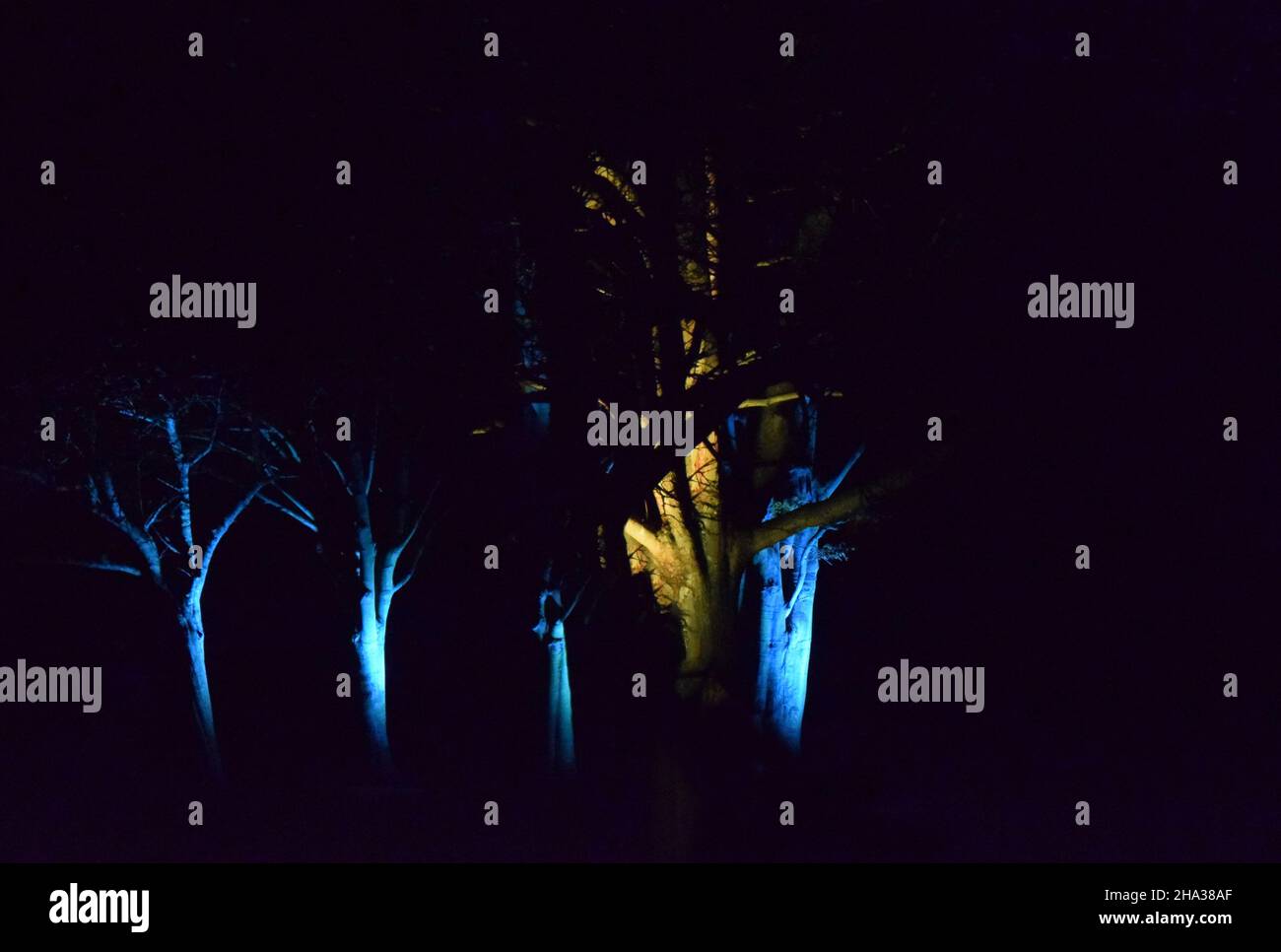 Bury st Edmunds, abbey gardens, illuminabbe christmas 2021 Stock Photo ...