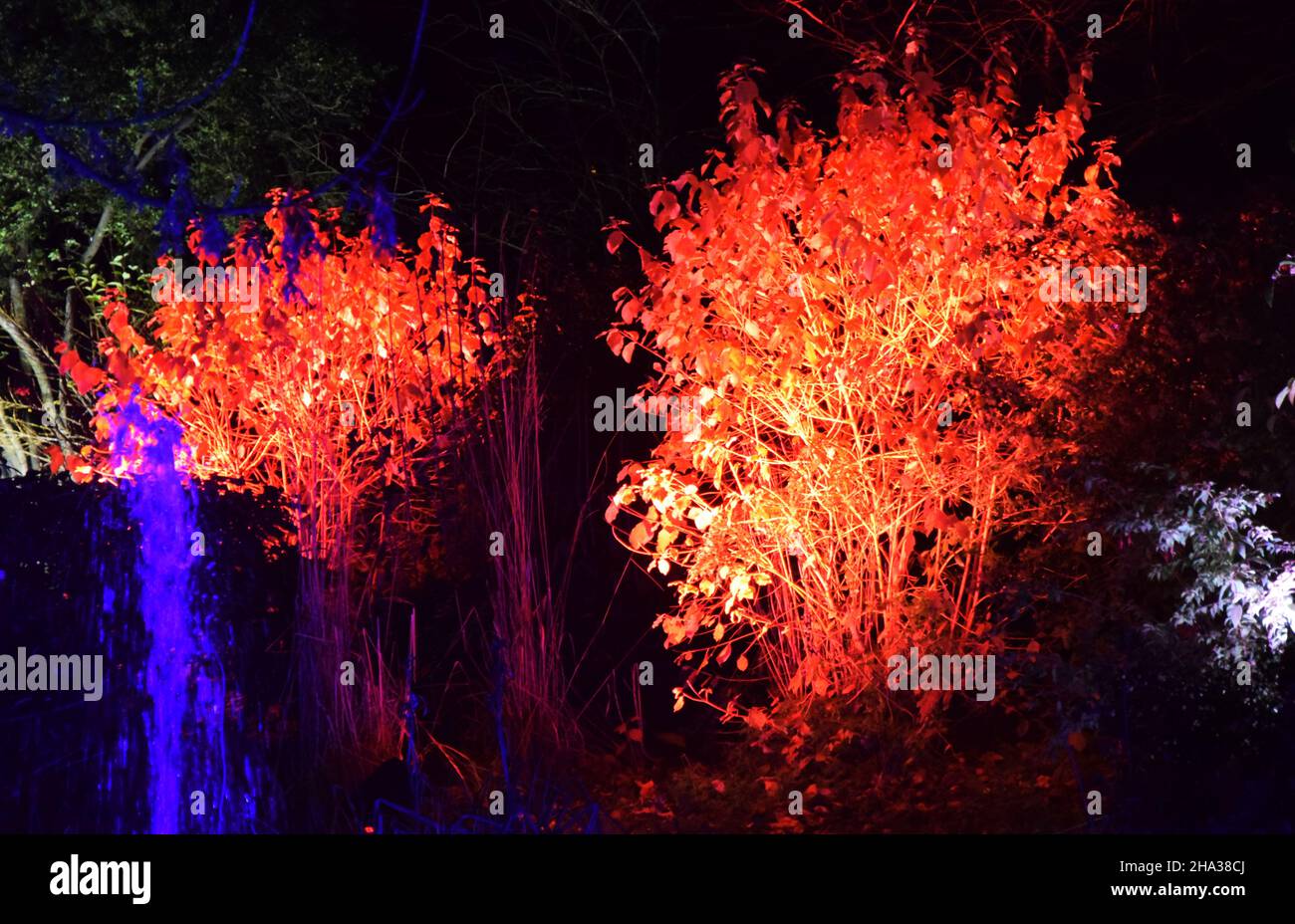Bury St Edmunds, Abbey Gardens, Illuminabbey,Christmas 2021 Stock Photo ...