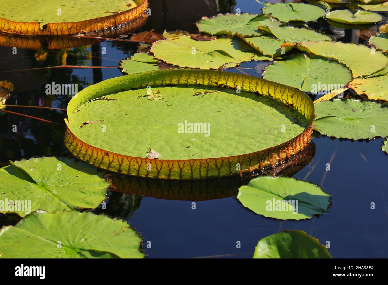 Lush green lily pads floating on the surface of the lily pool Stock ...