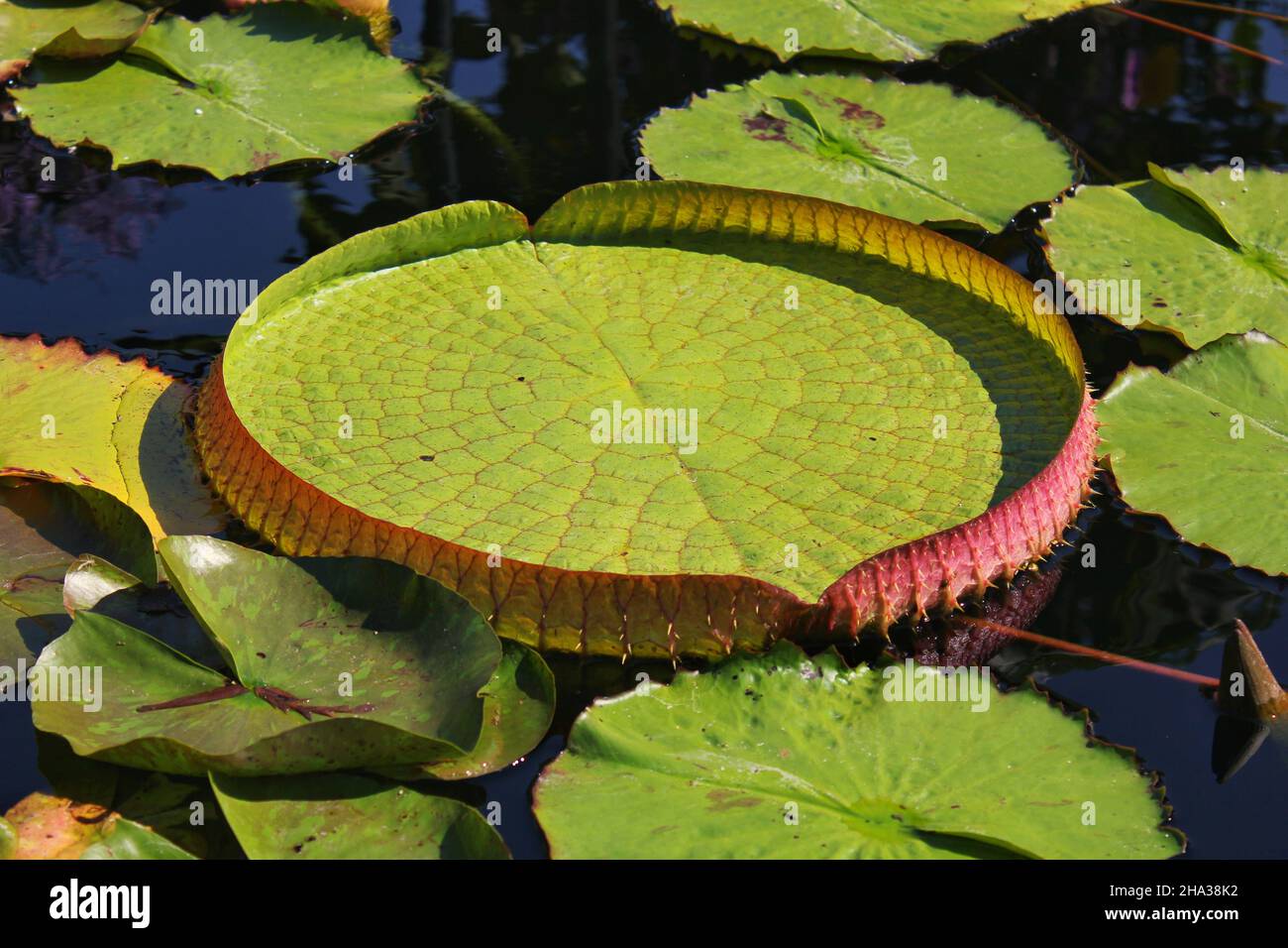 Lush green lily pads floating on the surface of the lily pool Stock ...