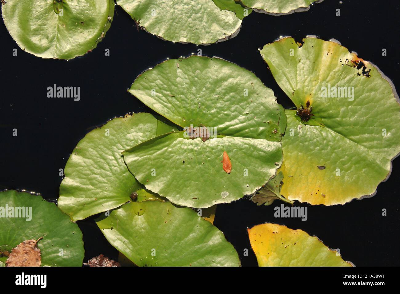 Lush green lily pads floating on the surface of the lily pool Stock ...