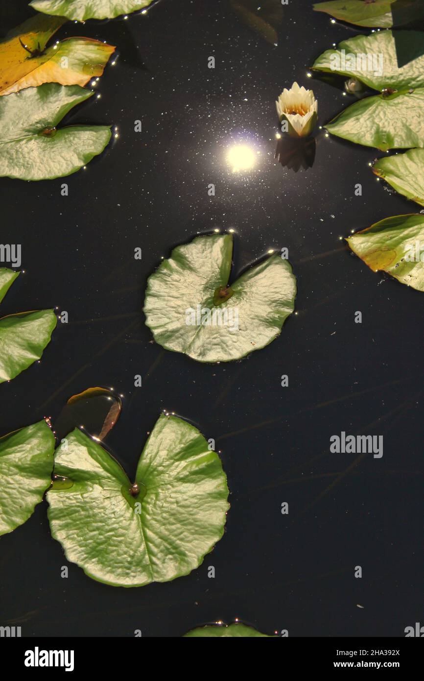 Lush green lily pads floating on the surface of the lily pool Stock ...