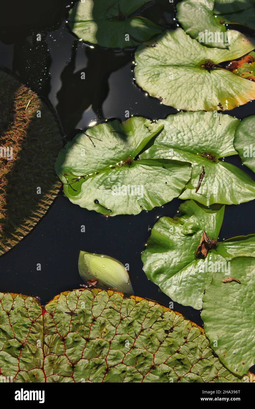 Lush green lily pads floating on the surface of the lily pool Stock ...