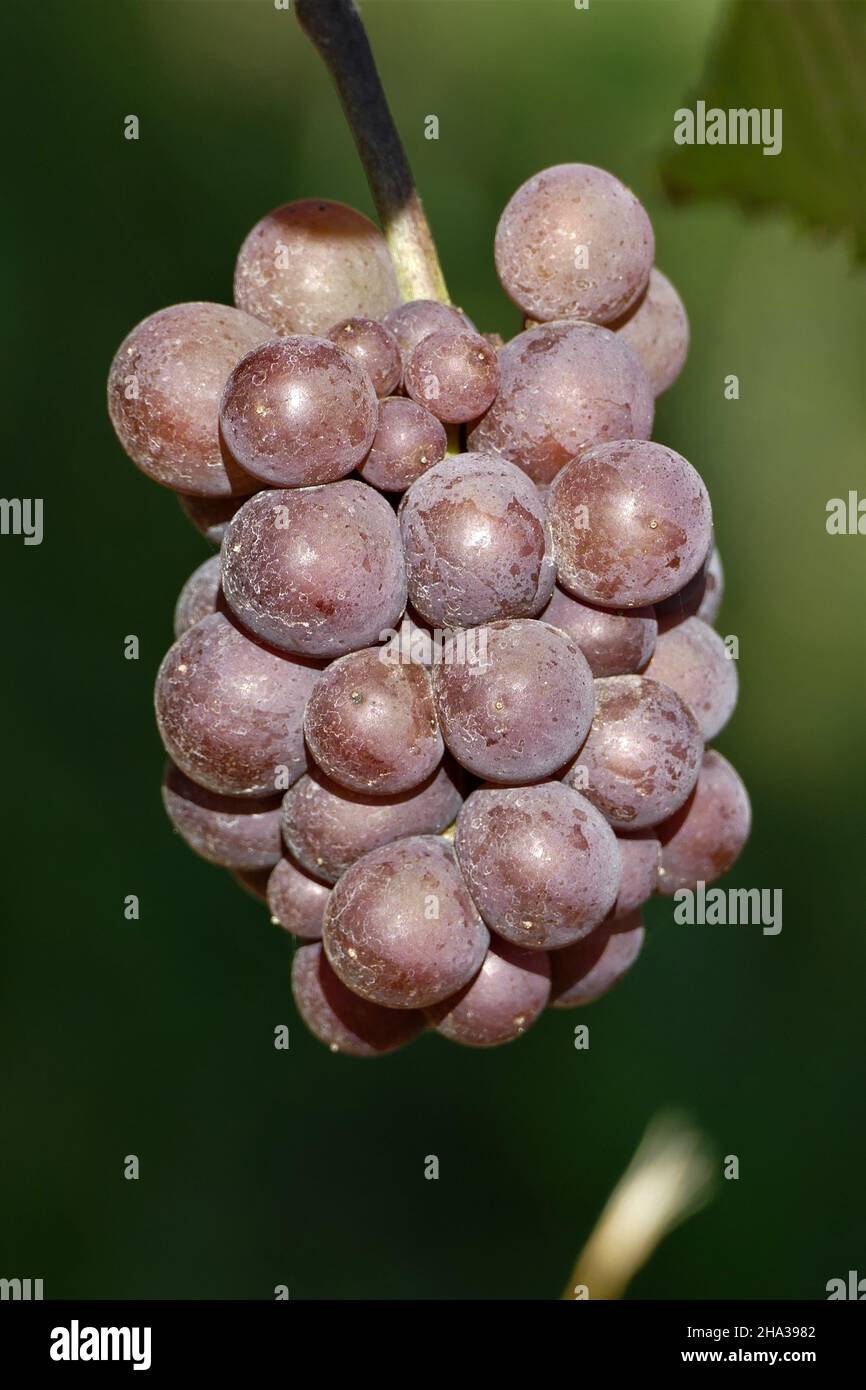 Little Purple Grapes On The Vine Stock Photo - Alamy