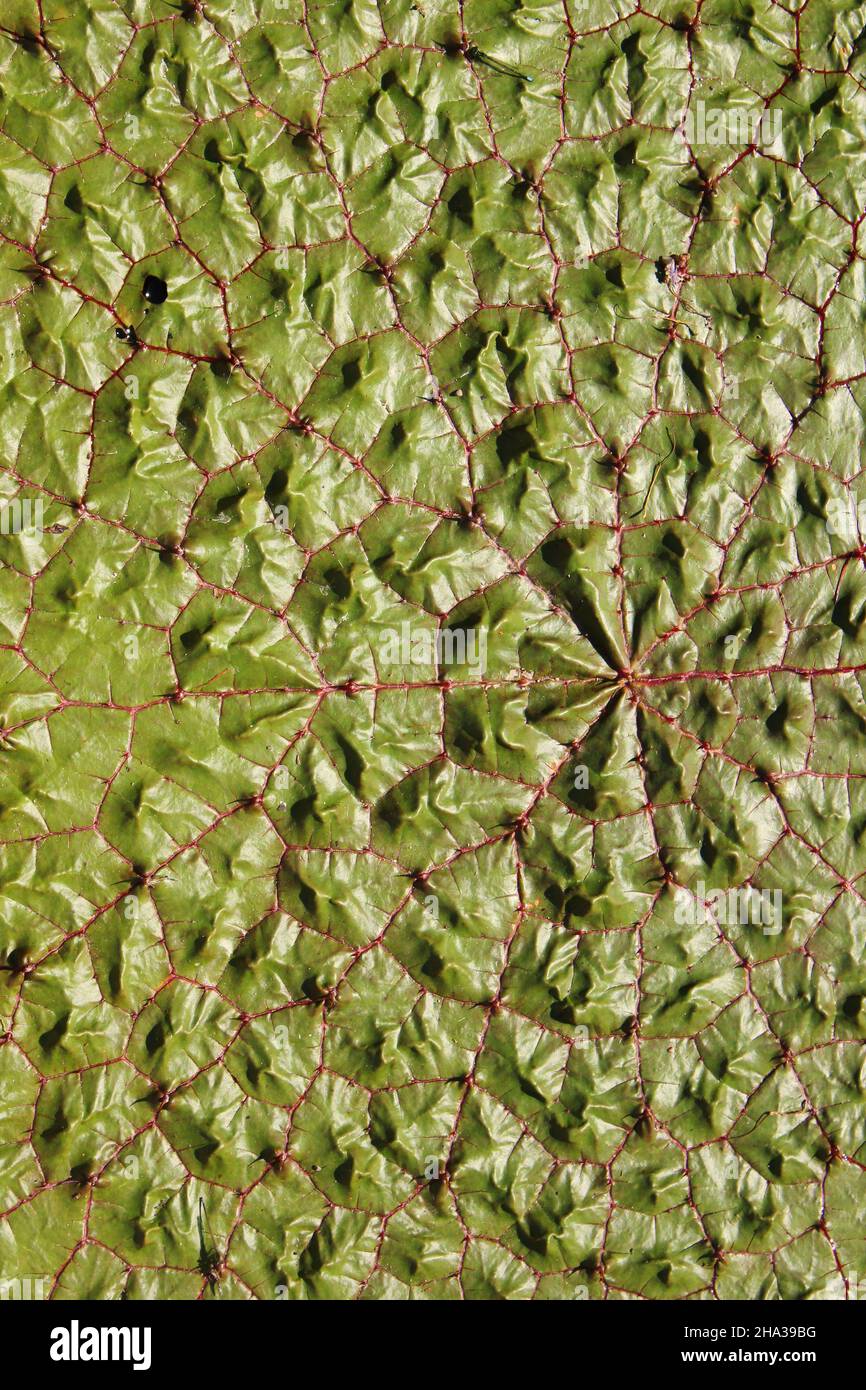 Lush green lily pads floating on the surface of the lily pool Stock ...