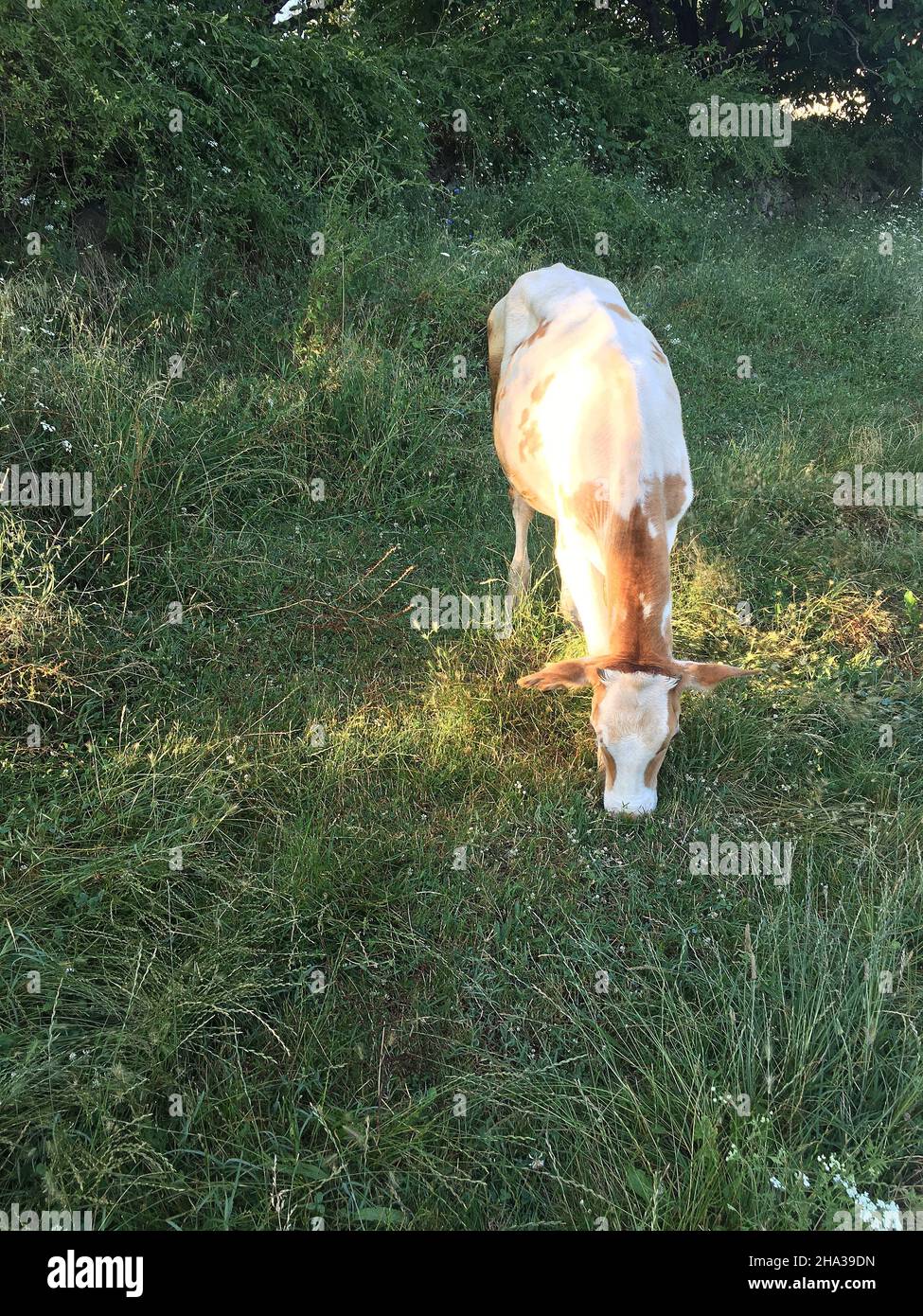 Cow in green natural field Stock Photo - Alamy