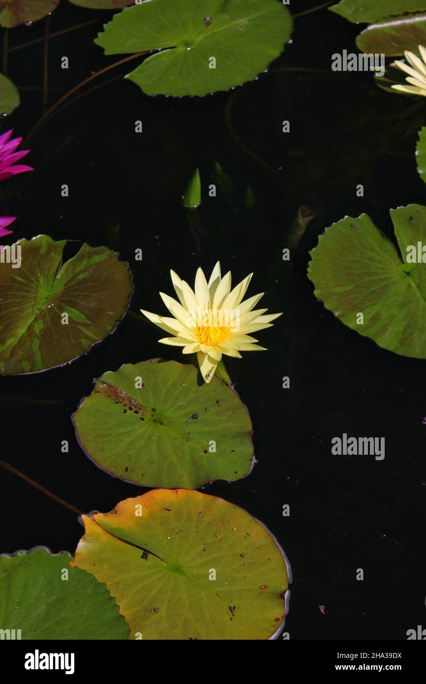 Bright yellow water lily flower floating in the lily pool in the bright ...