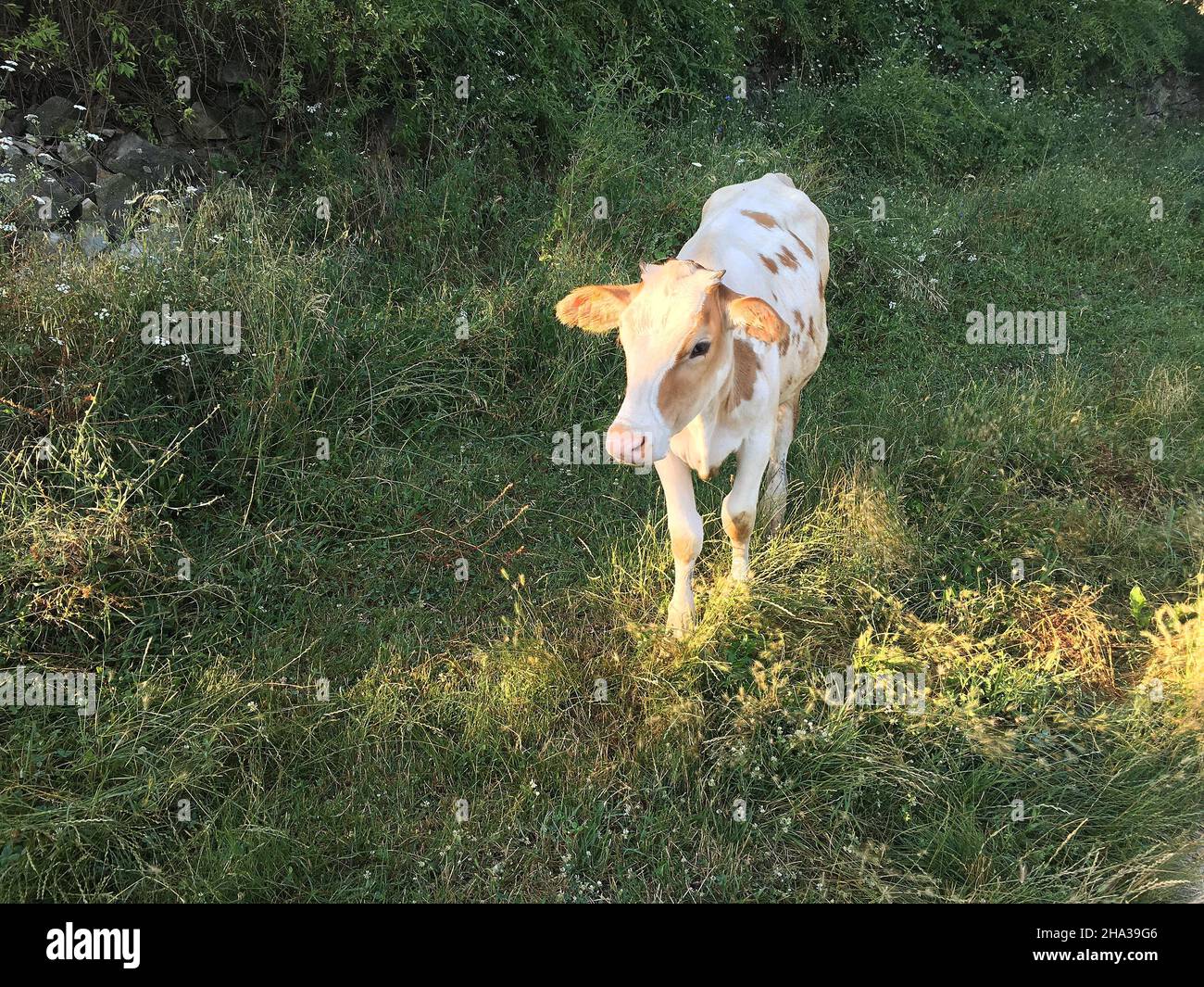 Cow field scene hi-res stock photography and images - Alamy