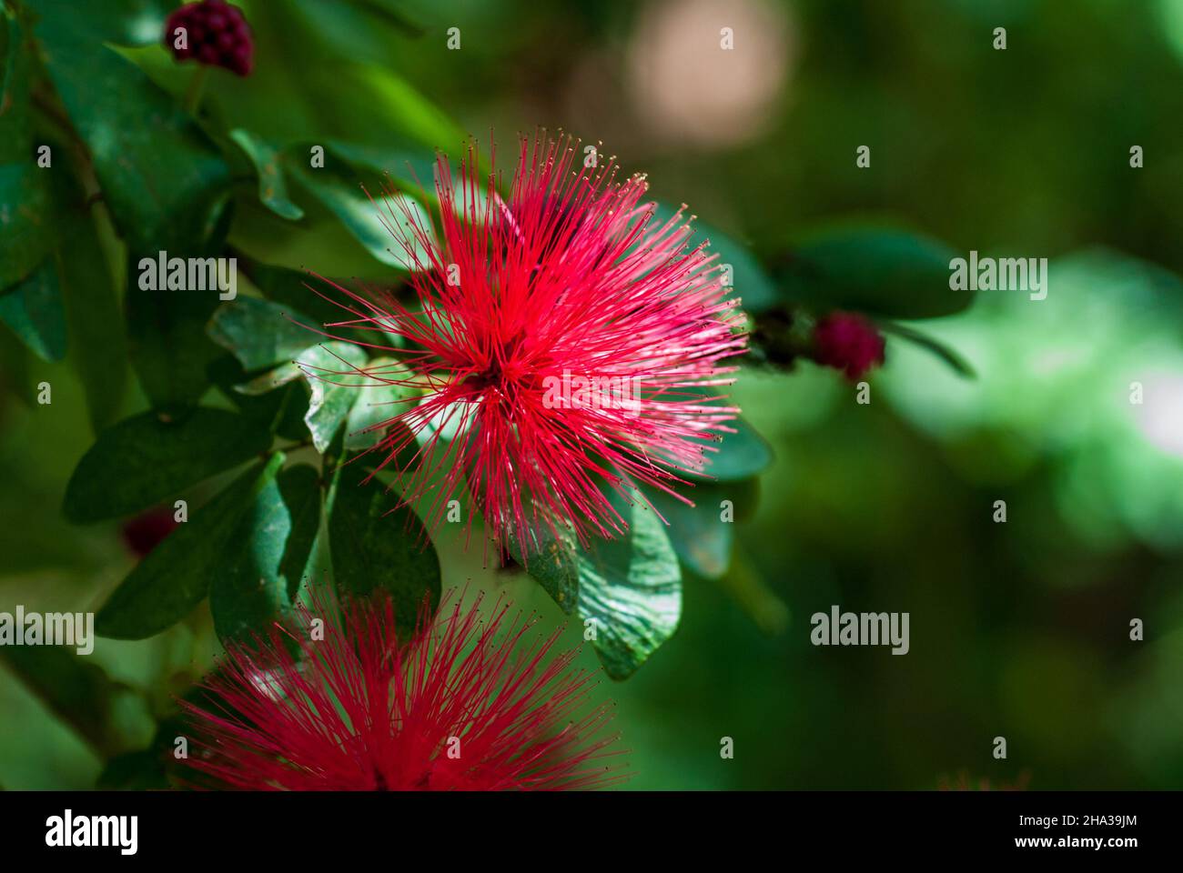 Calliandra harrisii is a species of flowering plants of the genus ...