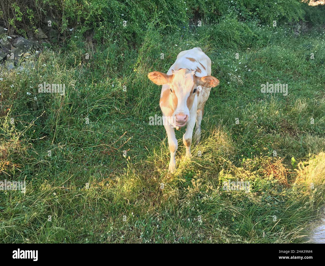 Cow in green field looking at camera Stock Photo - Alamy