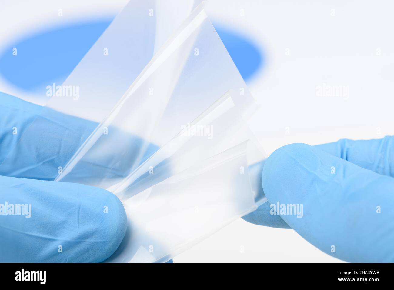 Scientist hold and bend flexible transparent thin film material in ...