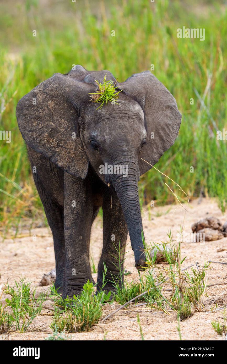African bush elephant or African savanna elephant (Loxodonta africana ...