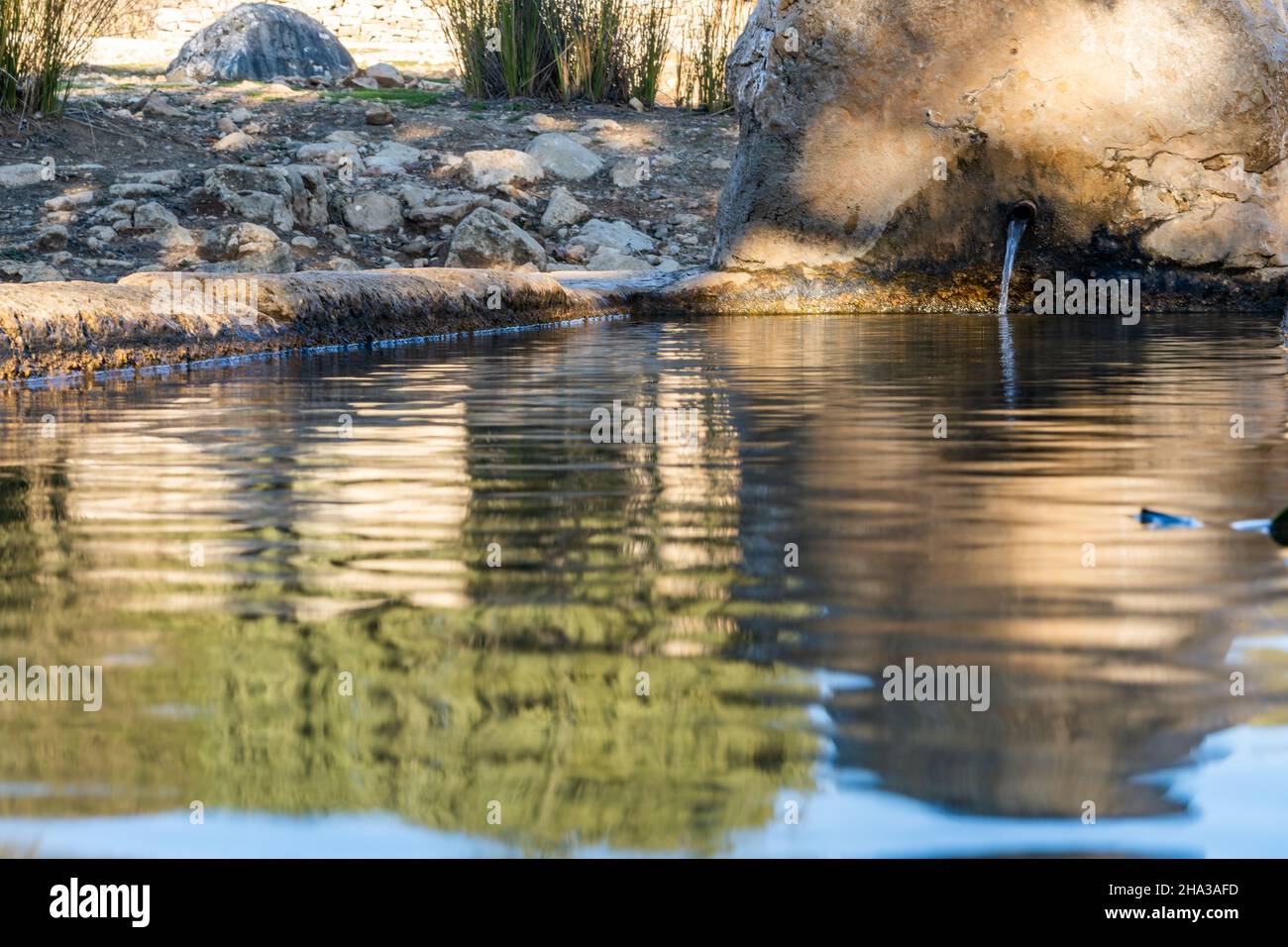 fountain, cattle watering place in the forest Stock Photo - Alamy