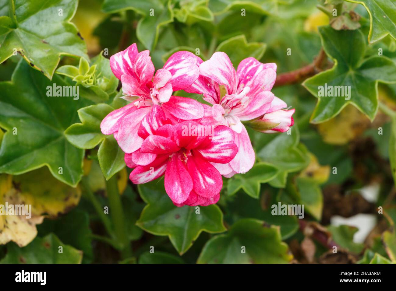 Pink and white geranium flowers in a garden during spring Stock Photo ...