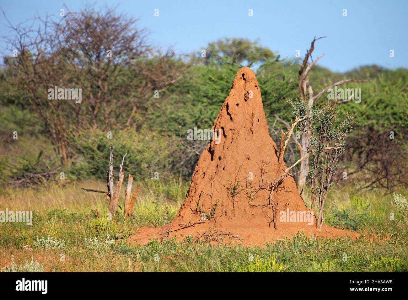 Termite mound in a South Africa Stock Photo - Alamy